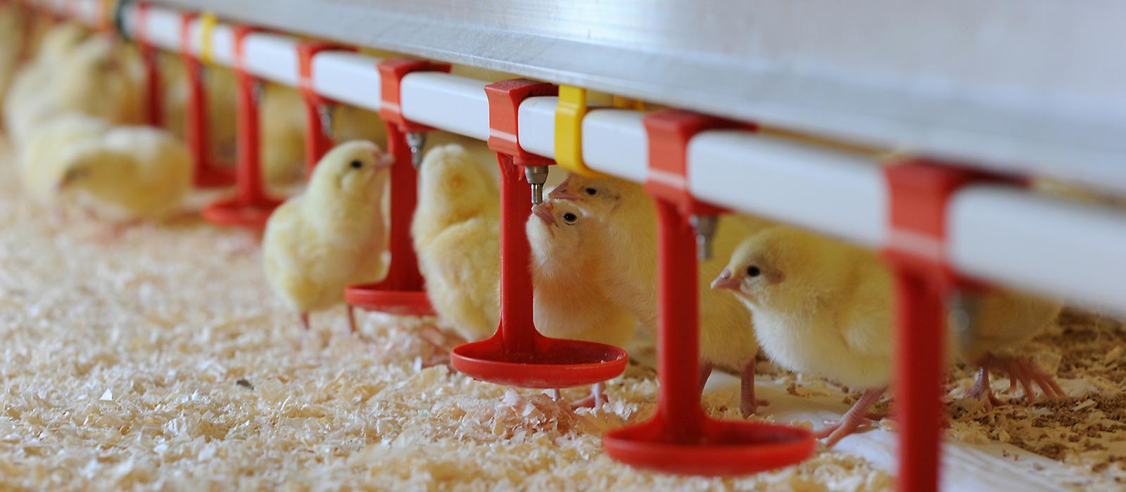 About Us | Devonshire Poultry